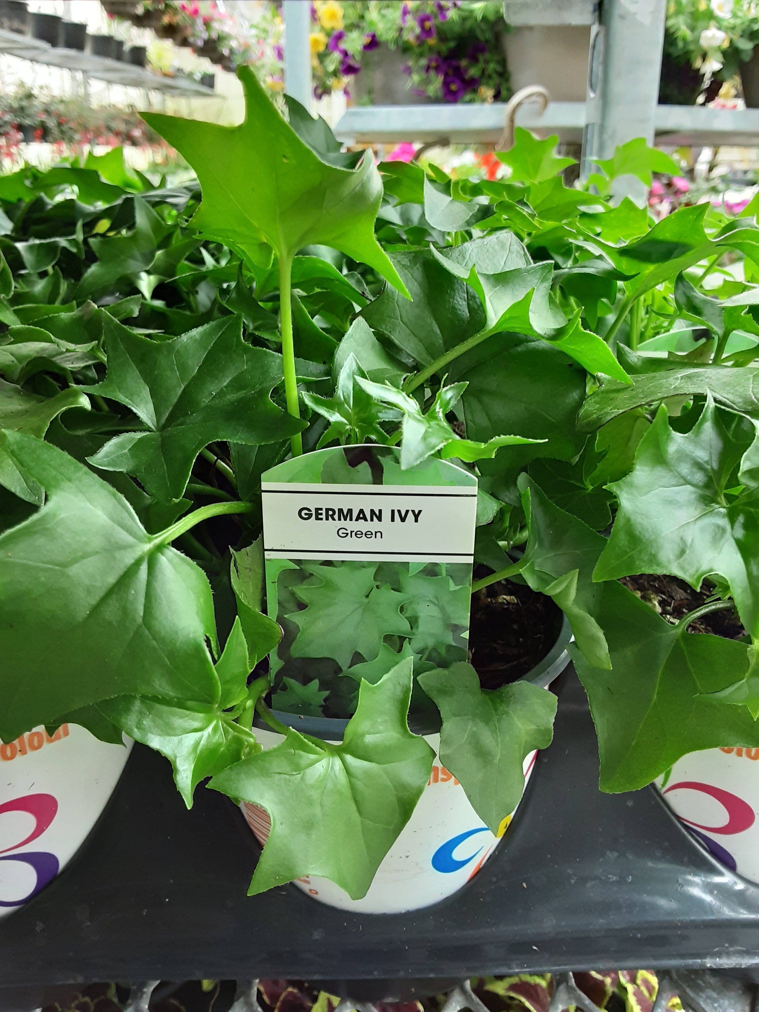 4" German Ivy – WINONA GARDENS