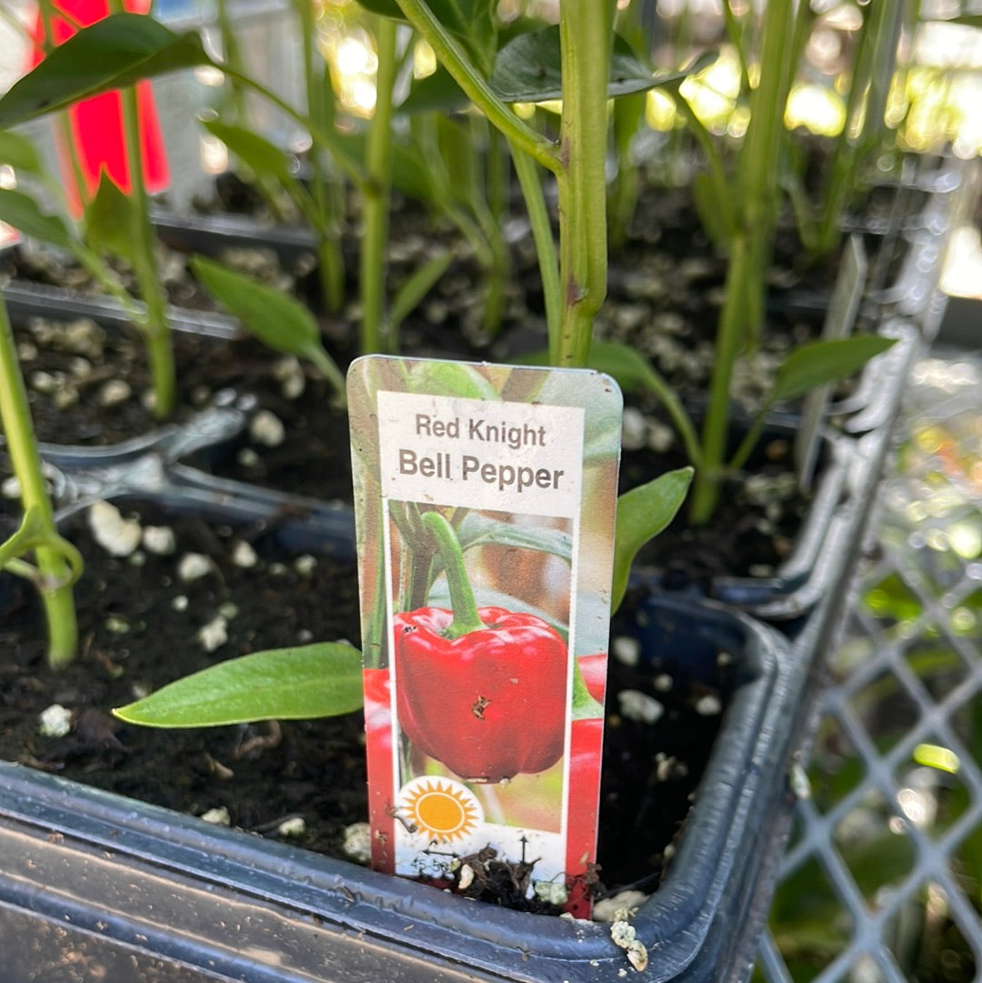 Red Knight Bell Pepper (multi pack) – WINONA GARDENS